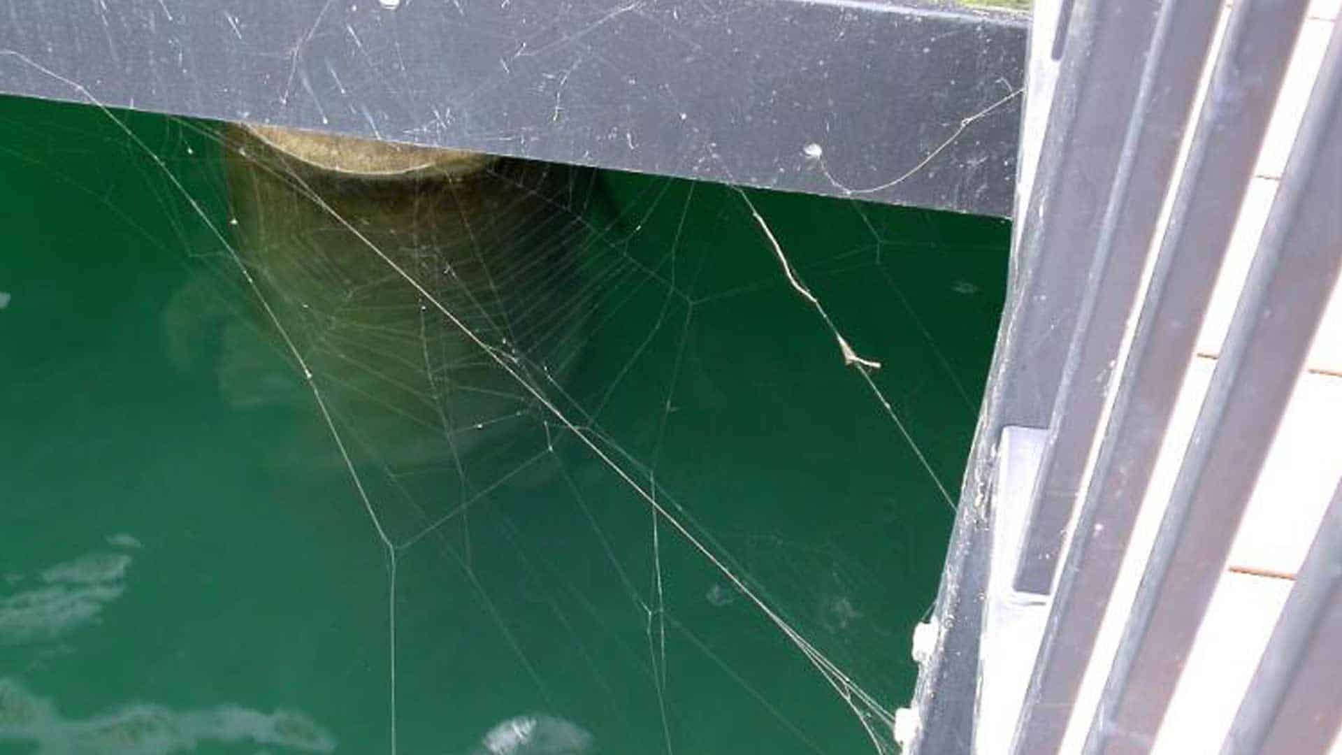 6 TIPS FOR HIRING A MARINE PEST CONTROL SERVICE | Maricorp